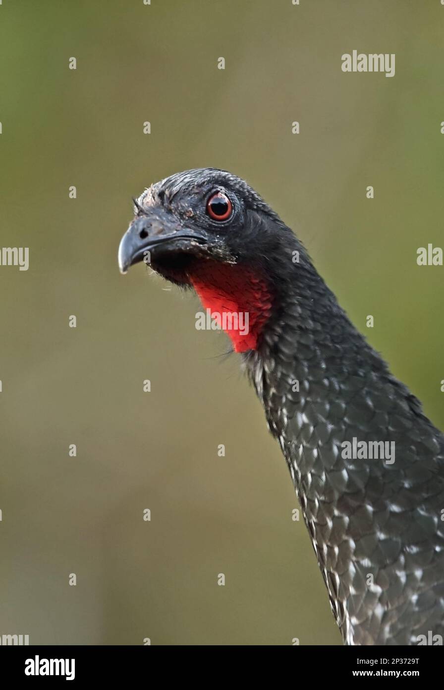Dusky-legged Guan (Penelope obscura bronzina) adult, close-up of head ...
