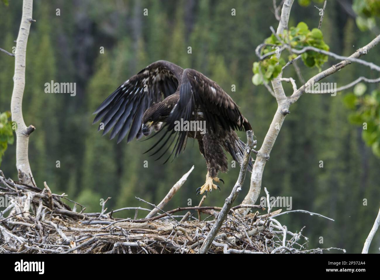 Nesting american bald eagle hi-res stock photography and images - Alamy