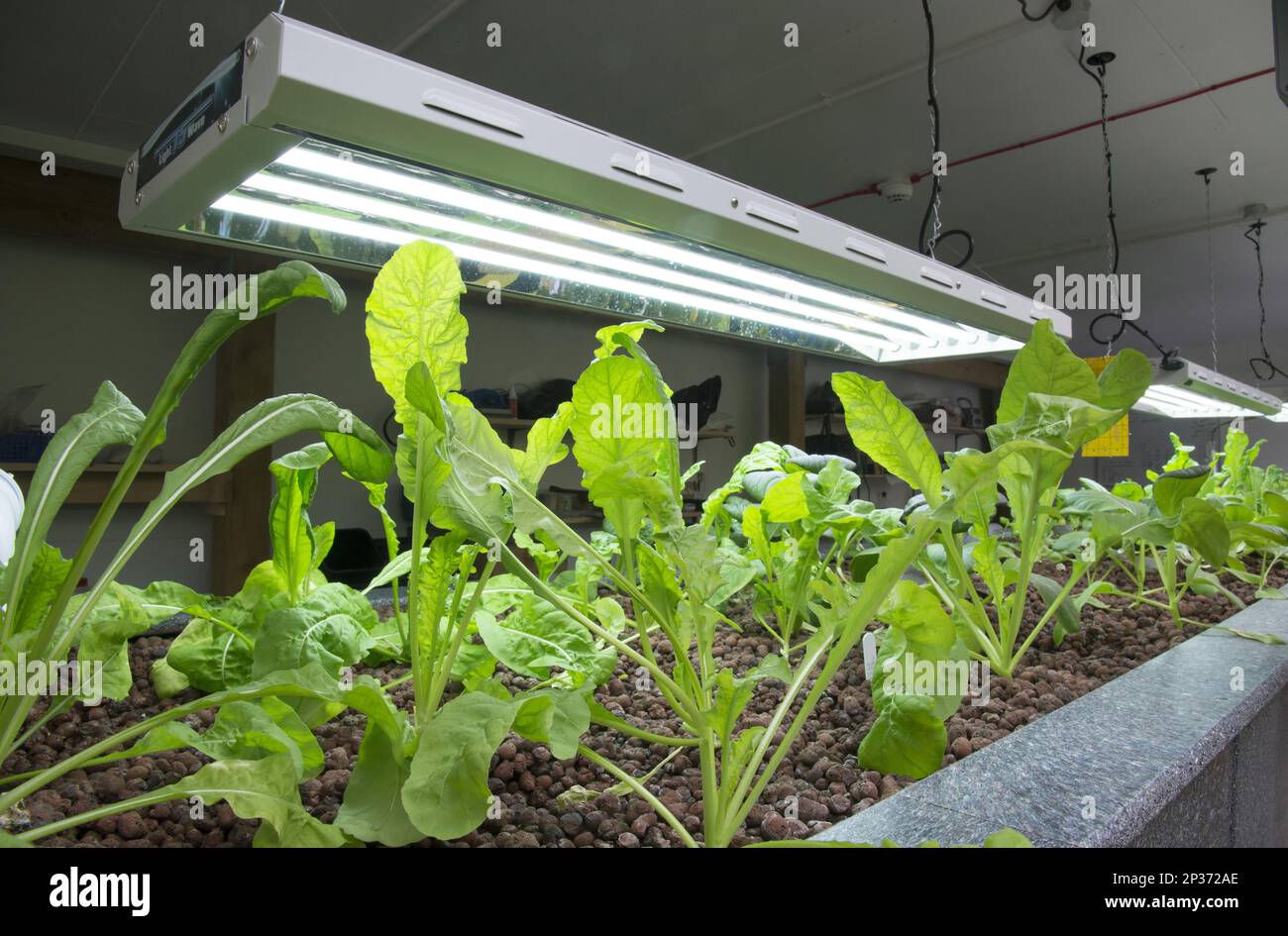 Rocket farming in aquaponics unit, water from tanks with tilapia fish ...