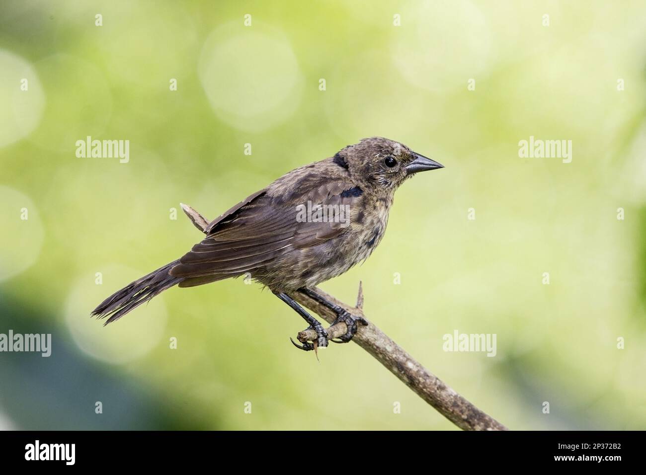 Silky Cowbird, Silky Cowbird, Shiny Cowbird, Shiny Cowbird, Songbird ...