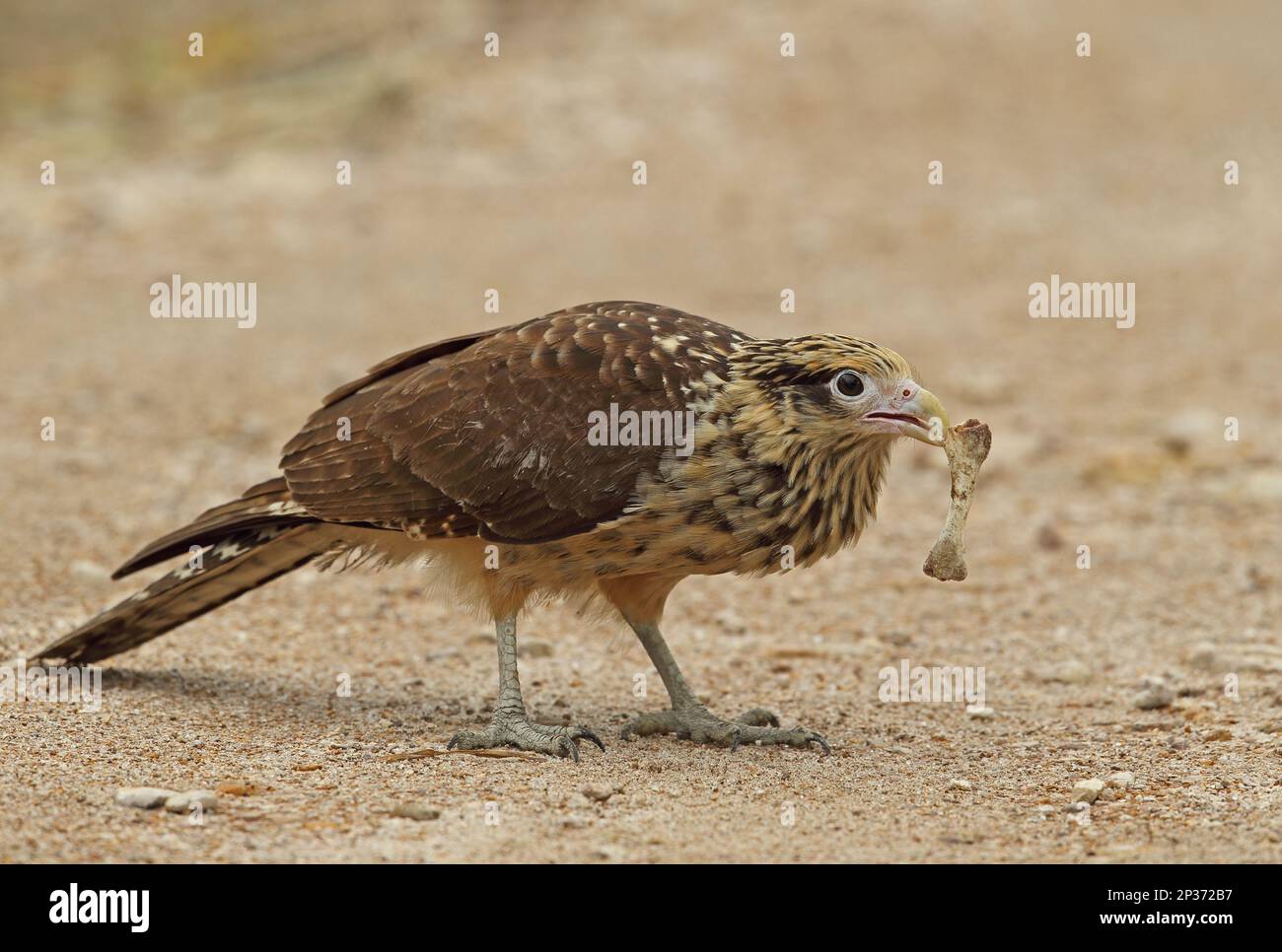 Yellow-headed Caracara (Milvago chimachima cordata) immature, with bone ...