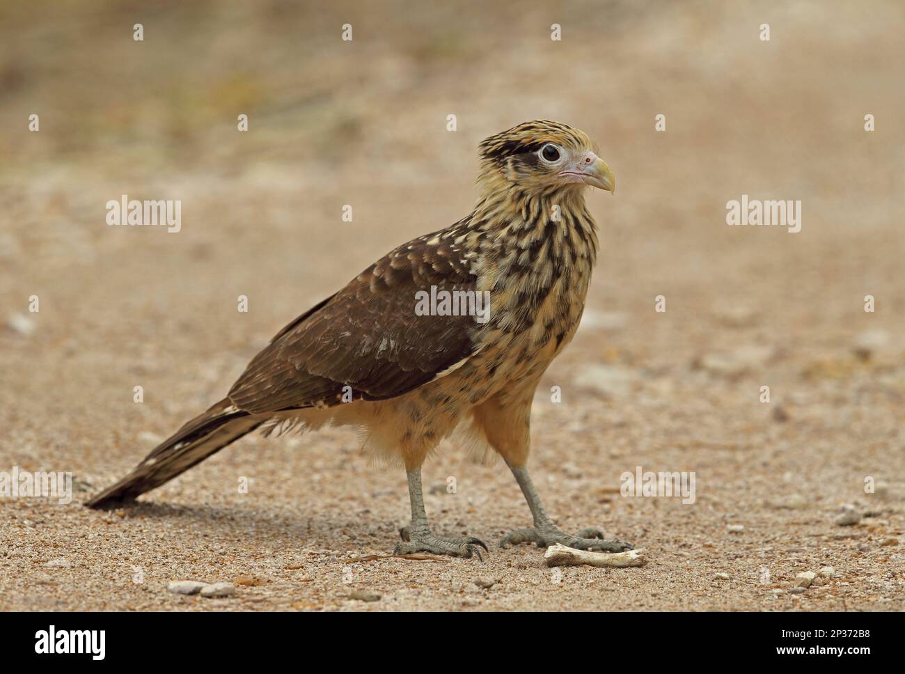 Yellow-headed Caracara (Milvago chimachima cordata) immature, standing ...