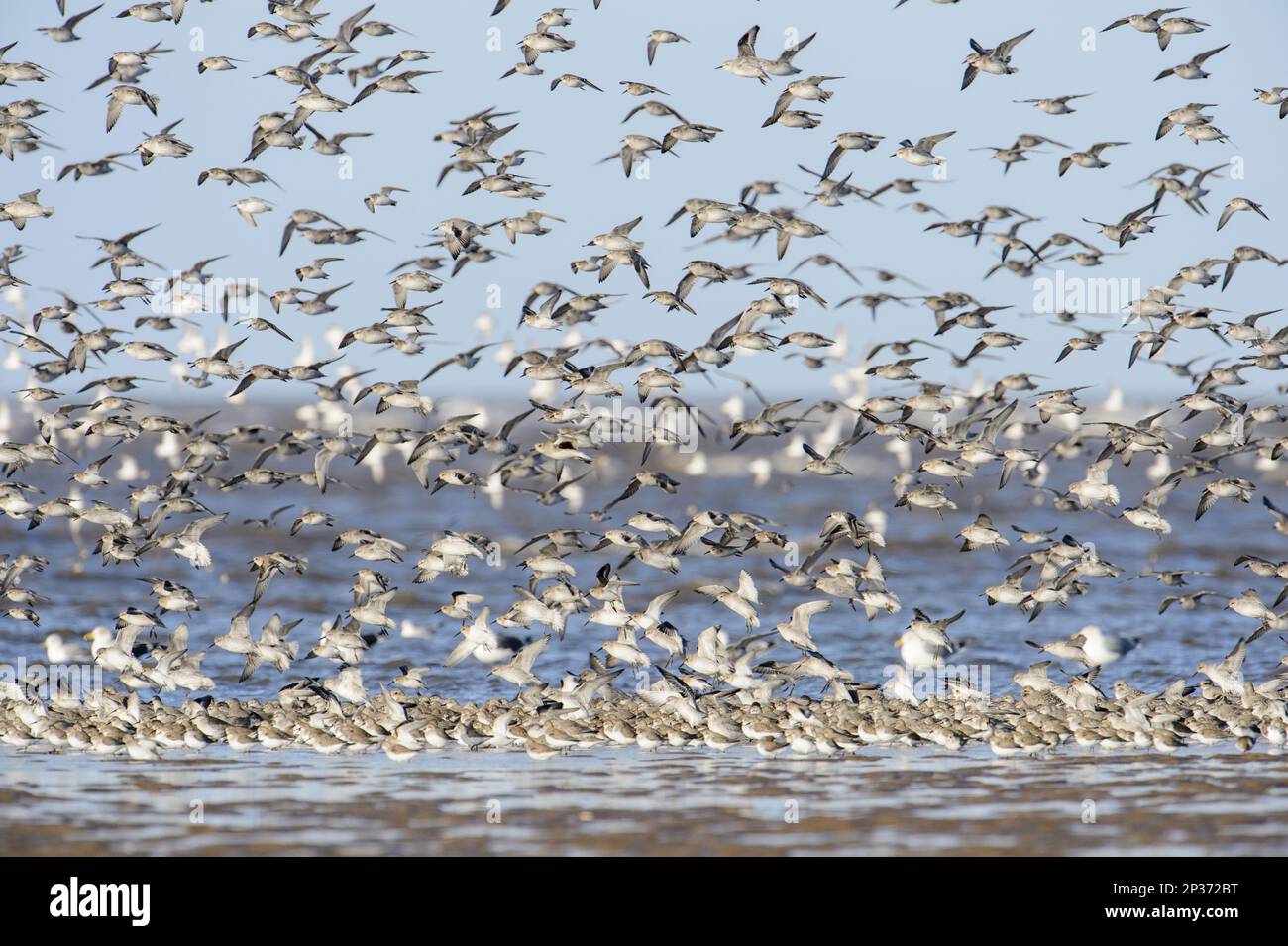 Red knot (Calidris canutus) (Calidris alpina) and knot, flock, in ...
