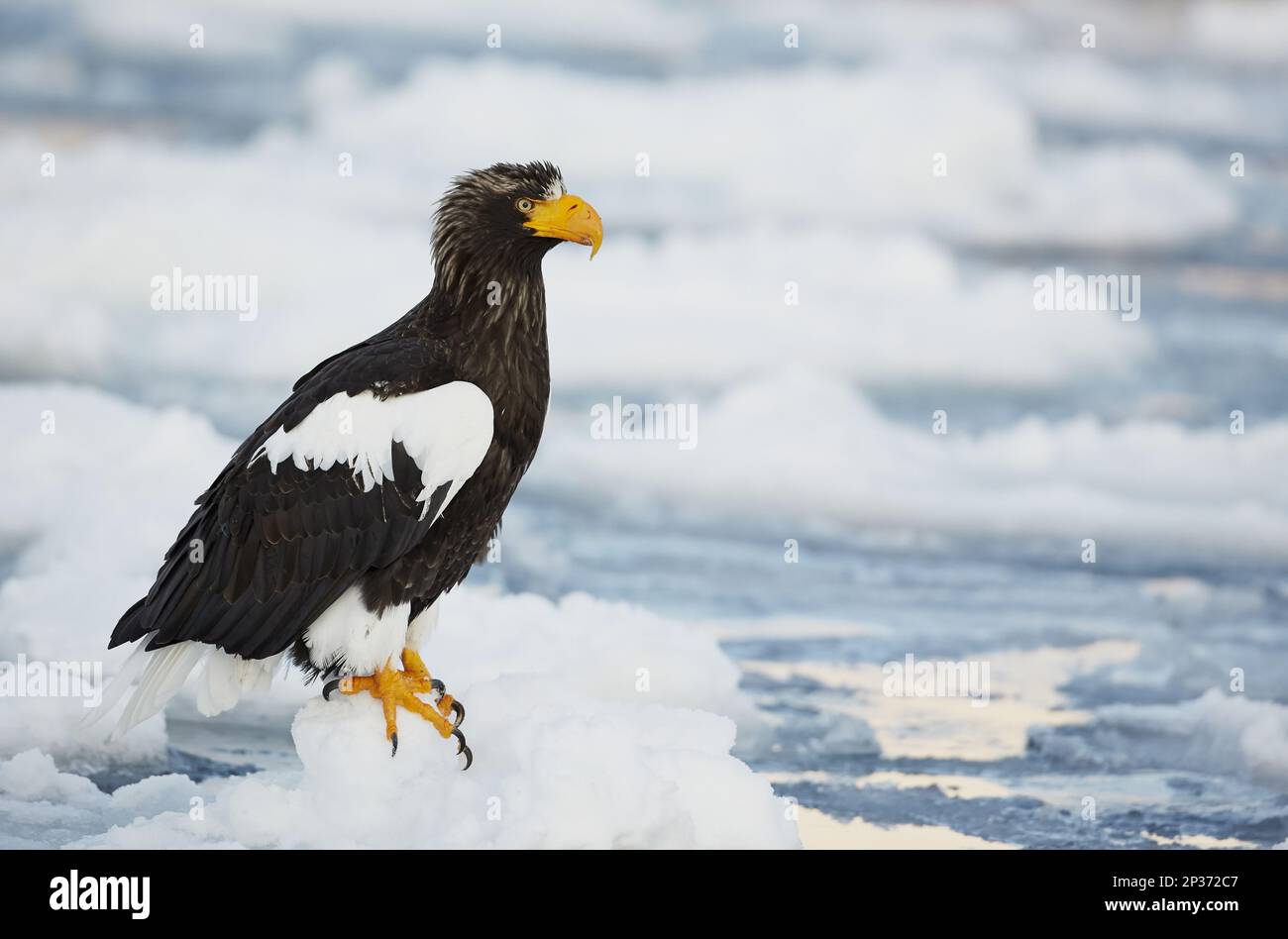 Steller's sea eagle (Haliaeetus pelagicus), adult, standing on offshore ...