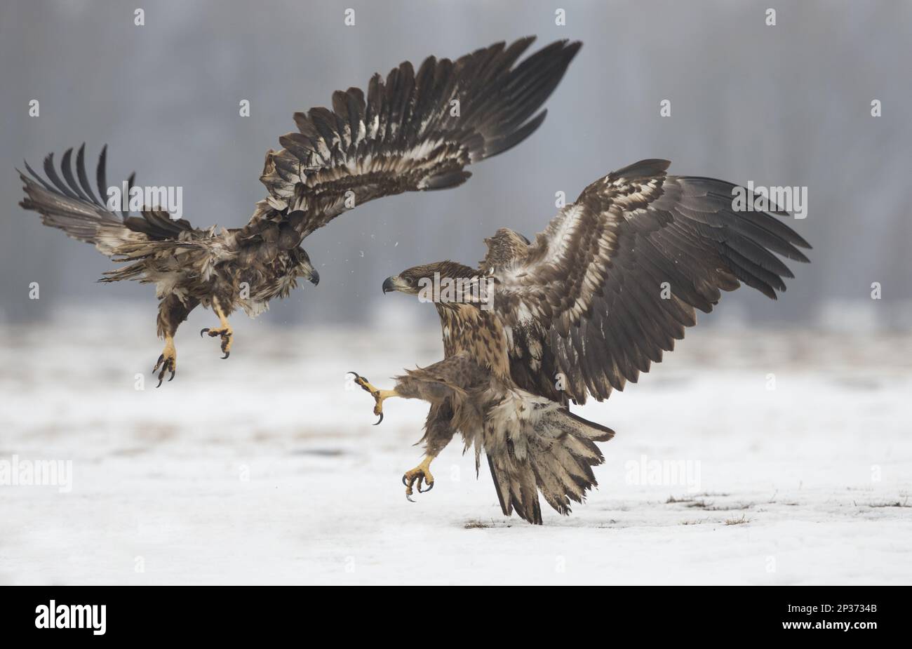 White-tailed eagle (Haliaeetus albicilla) two immature birds in flight ...