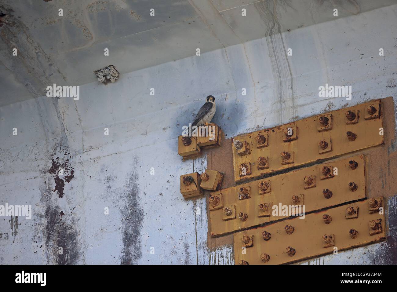 Indian peregrine falcon hi-res stock photography and images - Alamy
