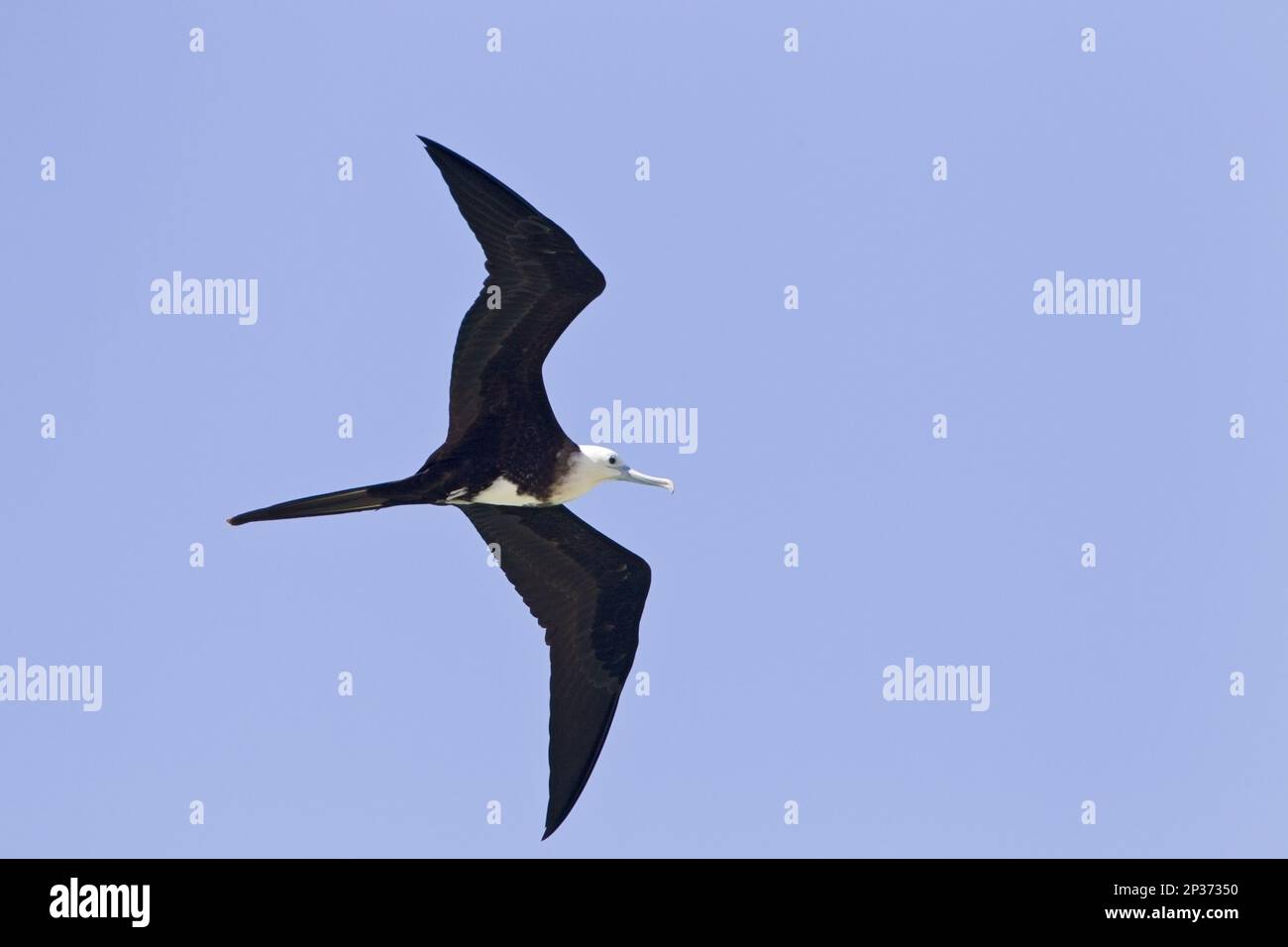 Magnificent Frigatebird, magnificent frigatebirds (Fregata magnificens ...
