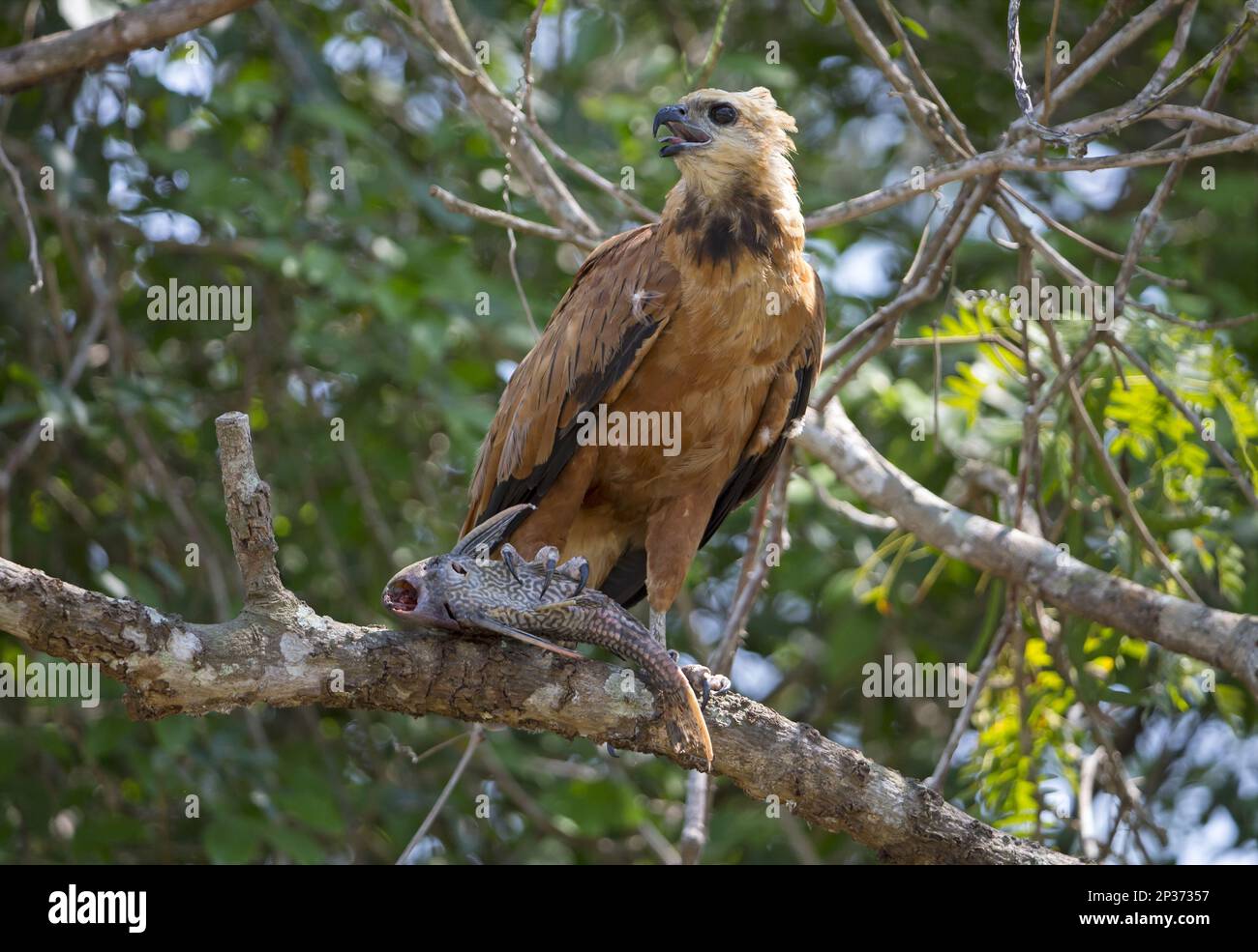 Black-collared Hawk (Busarellus nigricollis) adult, with catfish prey ...