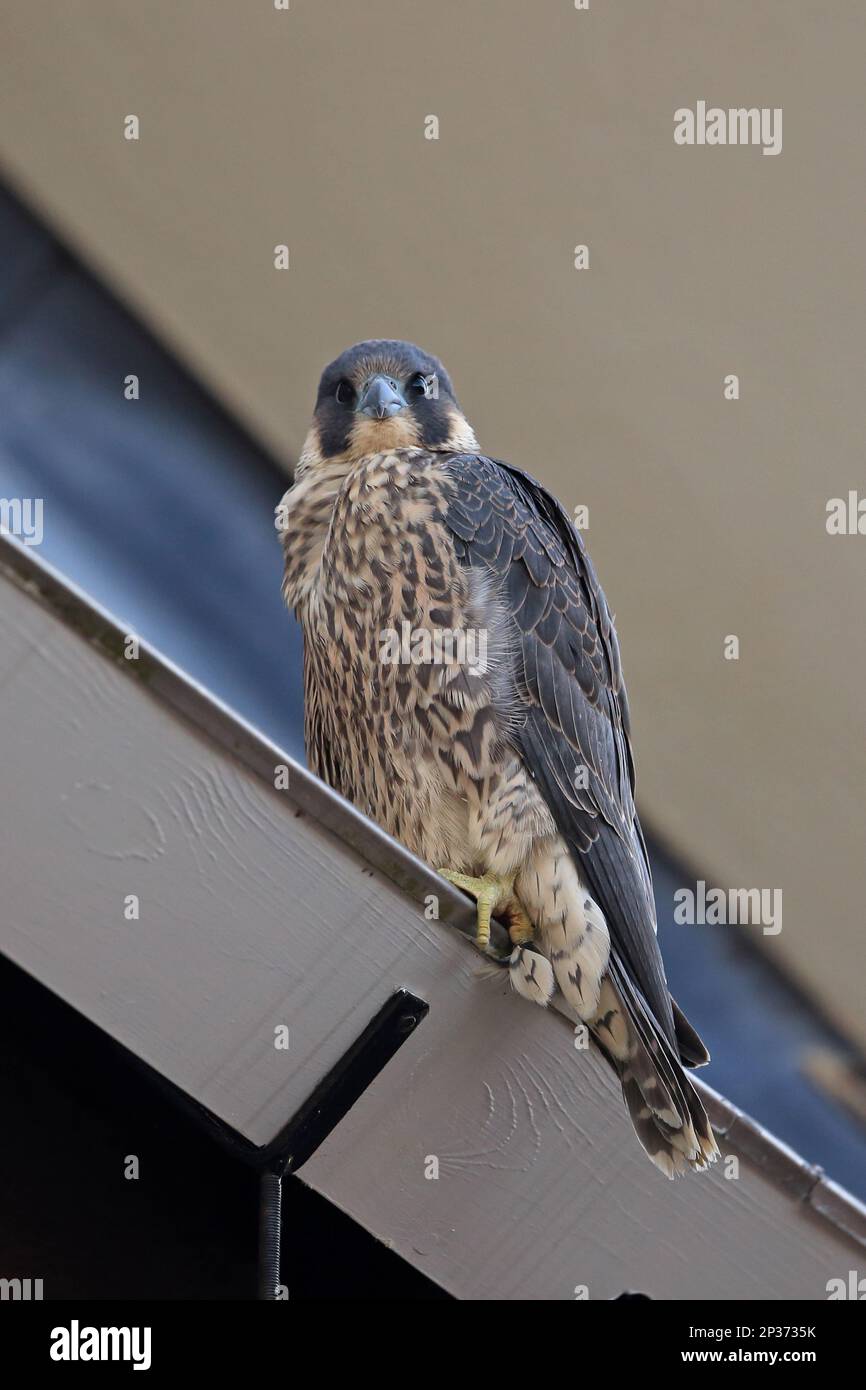 Peregrine Falcon (Falco peregrinus) juvenile, perched on guttering near ...