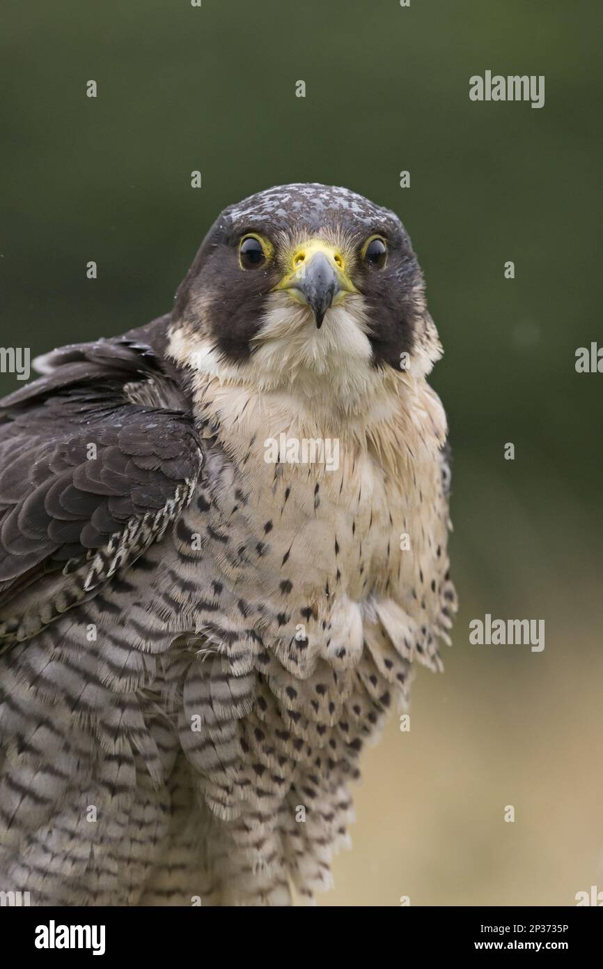 Peregrine falcon (Falco peregrinus) adult, close-up of head and chest ...