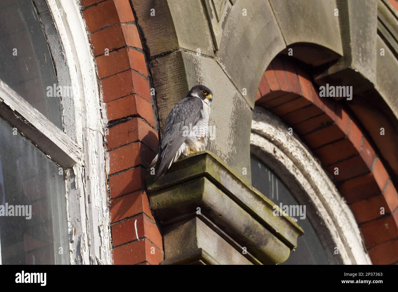 Peregrine Falcon (Falco peregrinus) adult, standing on ledge of ...