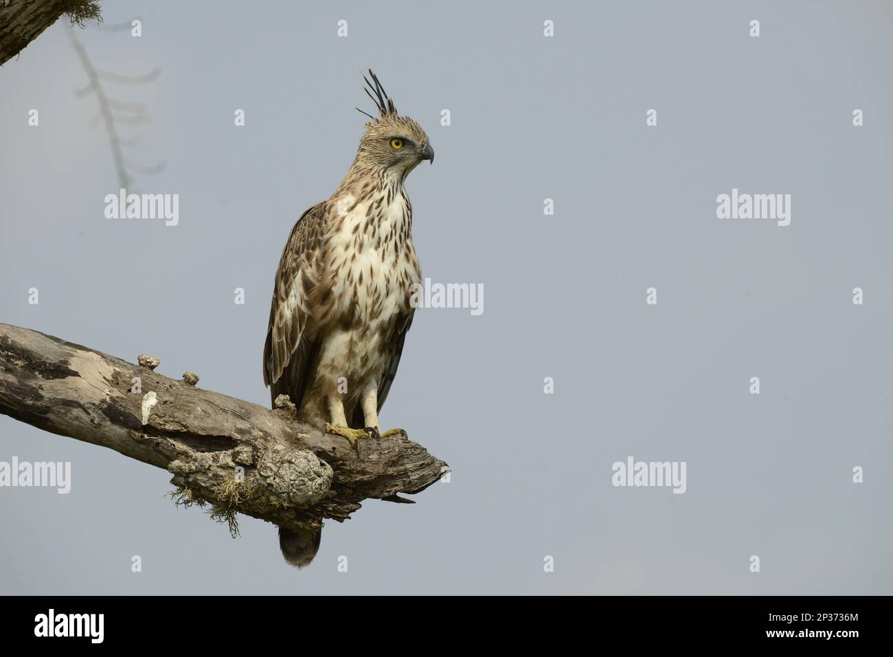 Changeable Hawk-eagle (Nisaetus cirrhatus ceylanensis) adult, perched on branch, Yala N.P., Sri ...