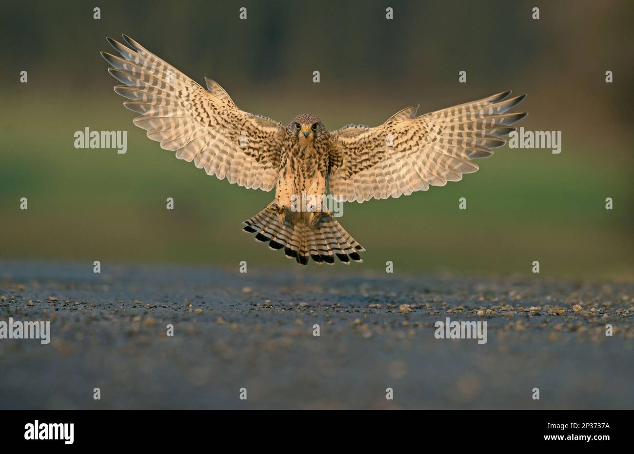 Common Kestrel (Falco tinnunculus) adult female, in flight, landing ...