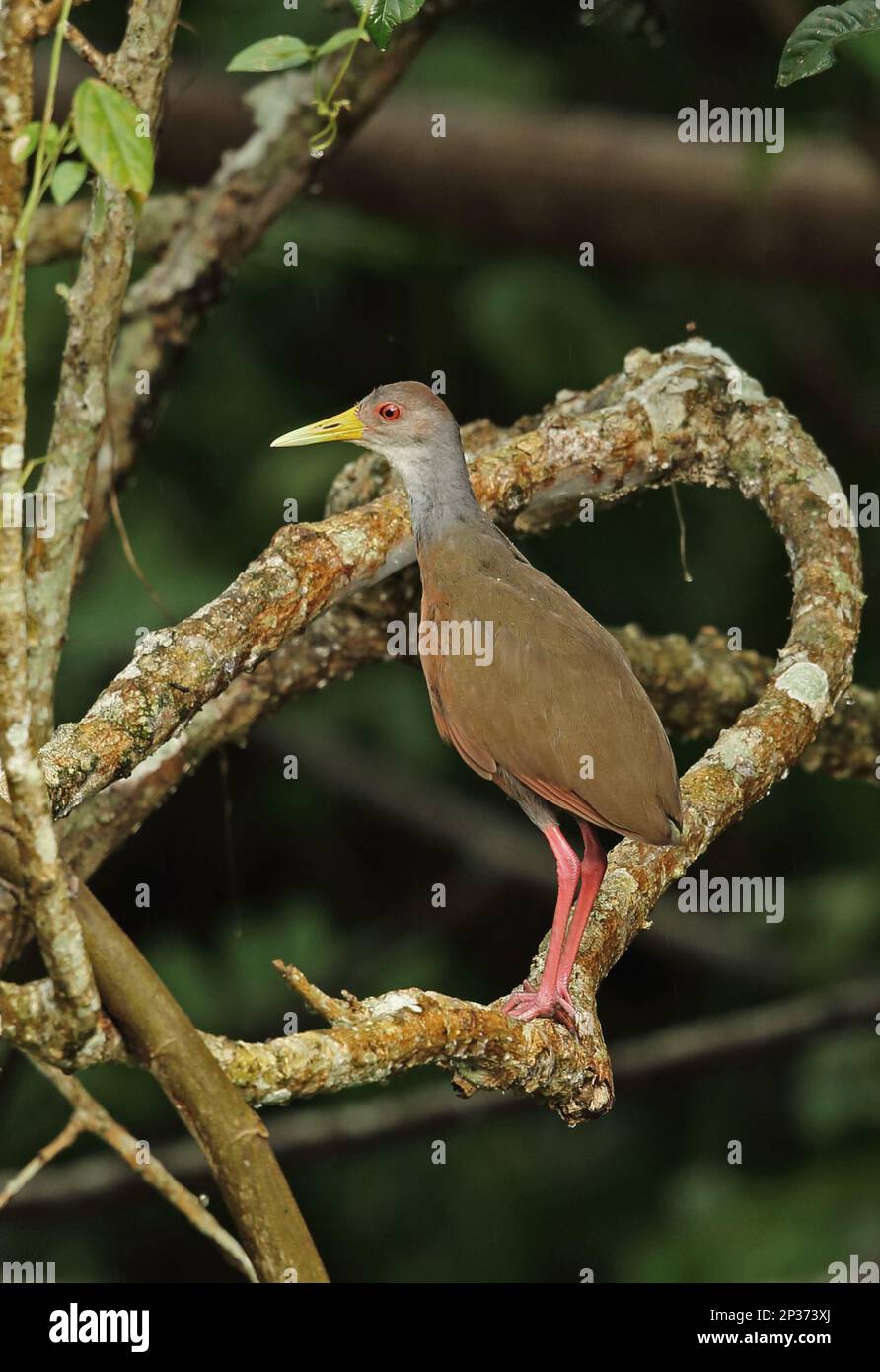Grey-necked Wood-rail (Aramides cajaneus cajaneus) adult, standing on ...