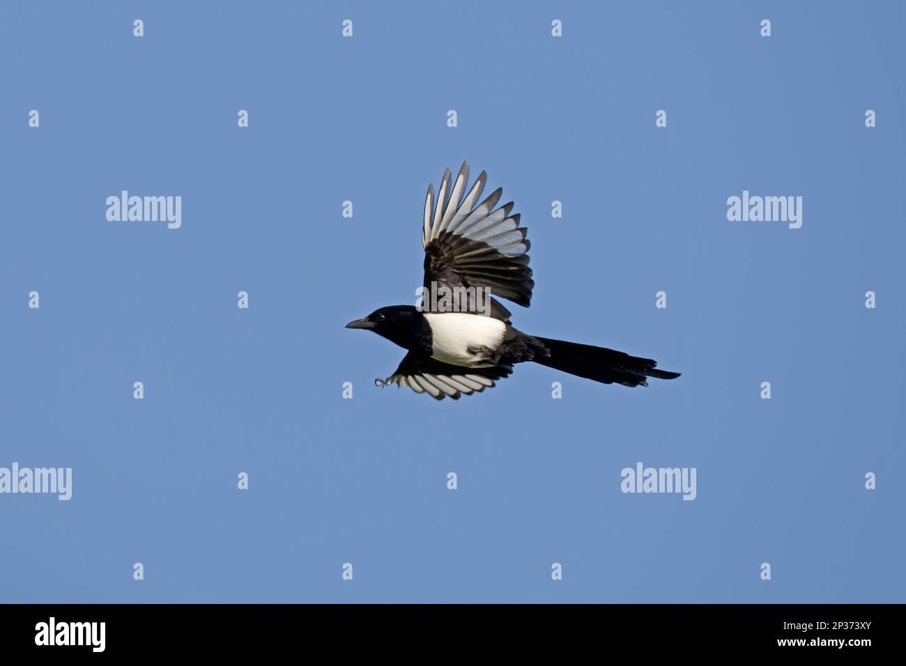 Common Magpie (Pica pica) adult, in flight, Kent, England, United ...