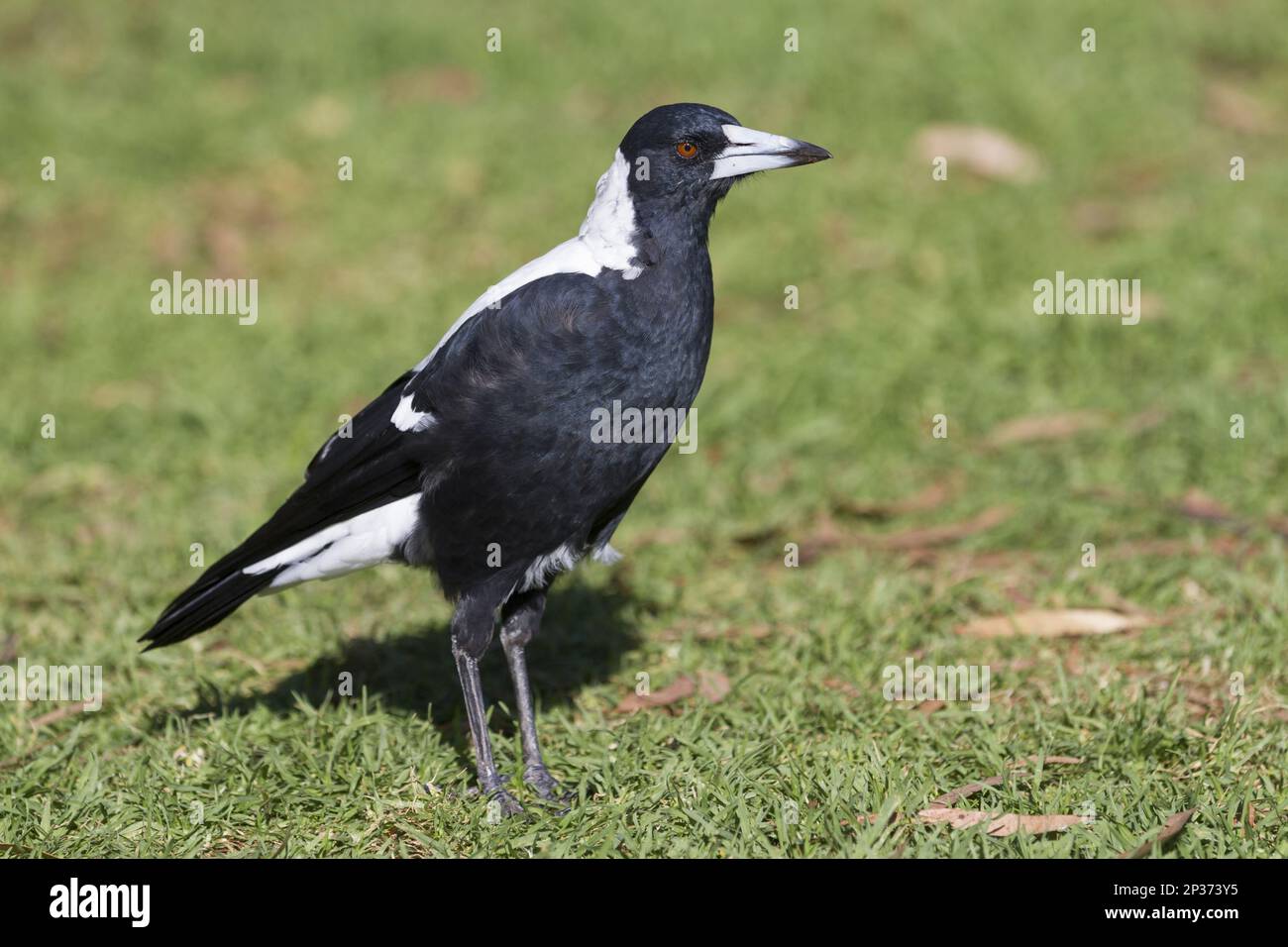 Black summer australia hi-res stock photography and images - Alamy