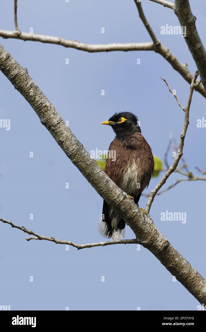 Australian common myna hi-res stock photography and images - Alamy