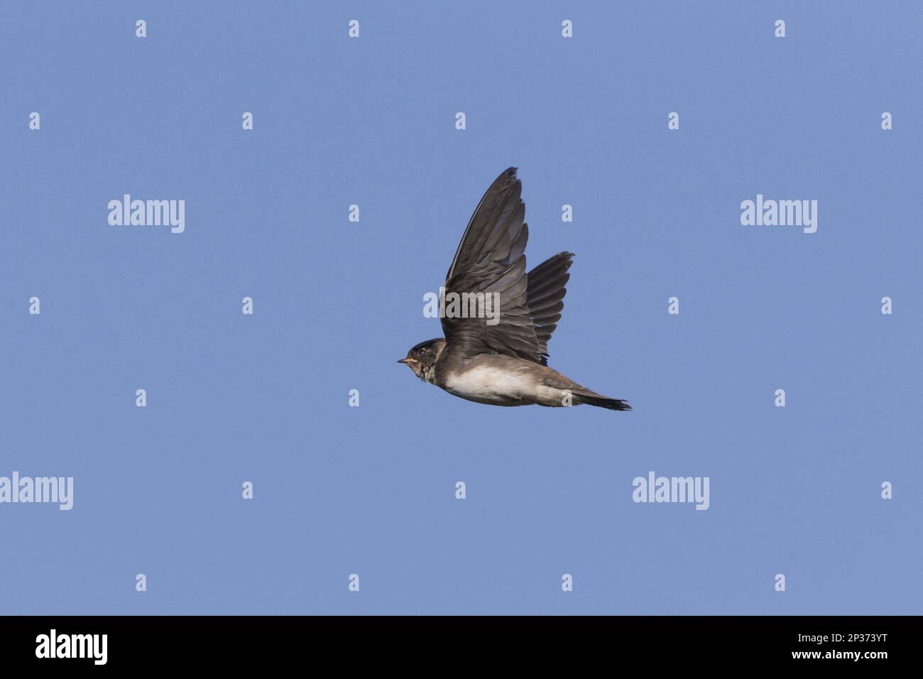 Sand martin, sand martins (Riparia riparia), songbirds, animals, birds ...