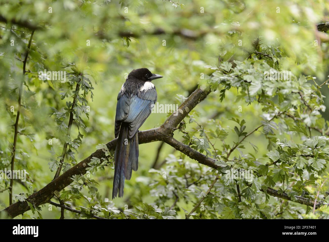 European magpie (Pica pica), adult, sitting on hawthorn branch, Cannock ...