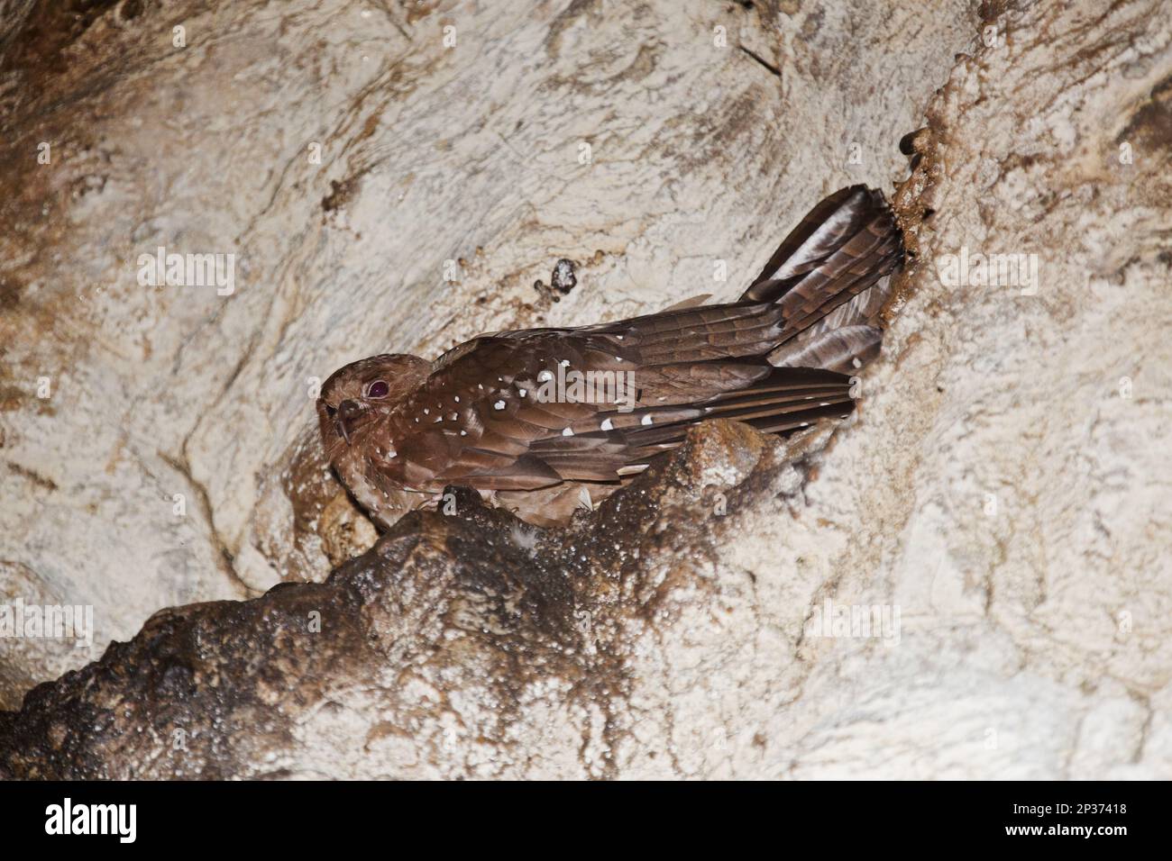 Oilbird, Oilbirds (Steatornis caripensis), Guacharo, Guacharos, Animals ...