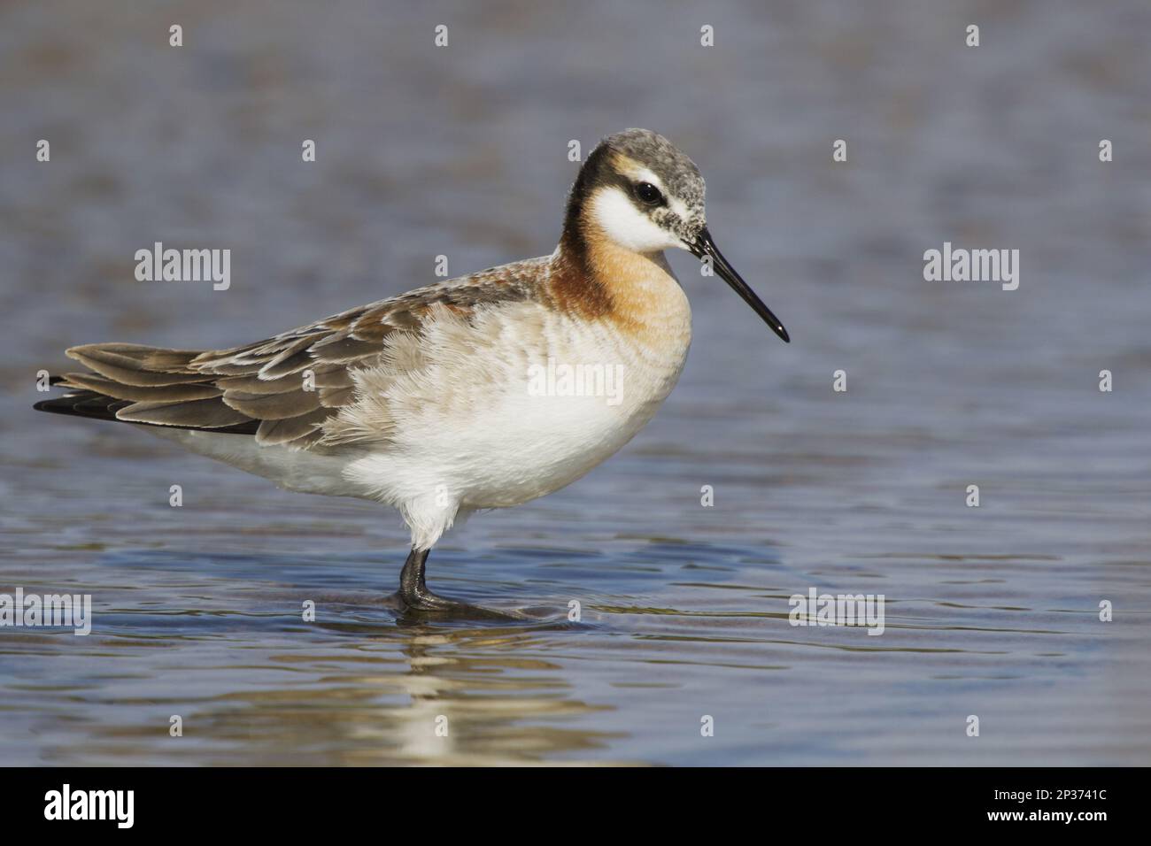 Wilson's Phalarope (Phalaropus tricolor) adult female, breeding plumage, wading in shallow water ...