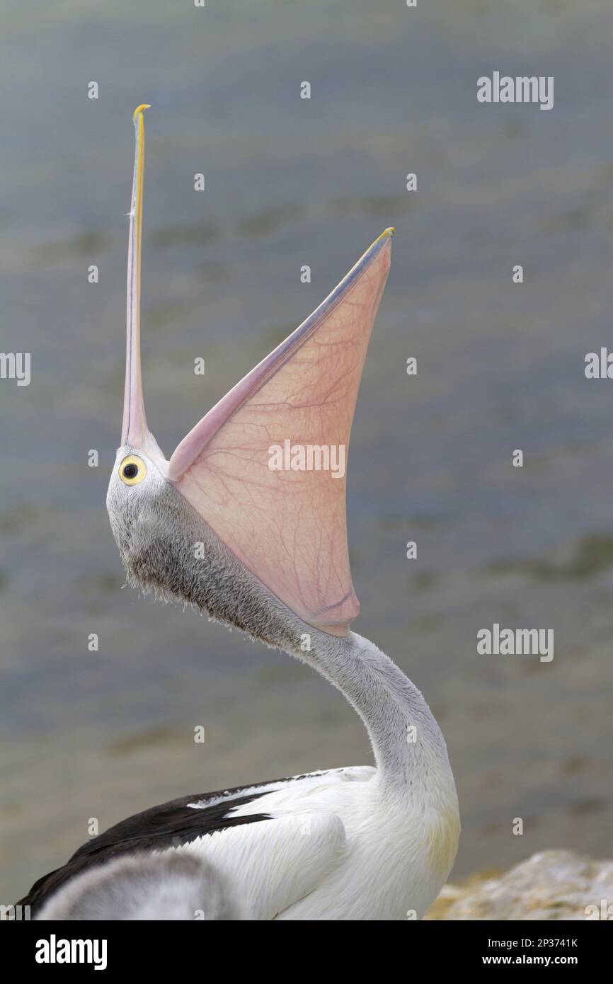 Australian Pelican (Pelecanus conspicillatus) adult, non-breeding ...