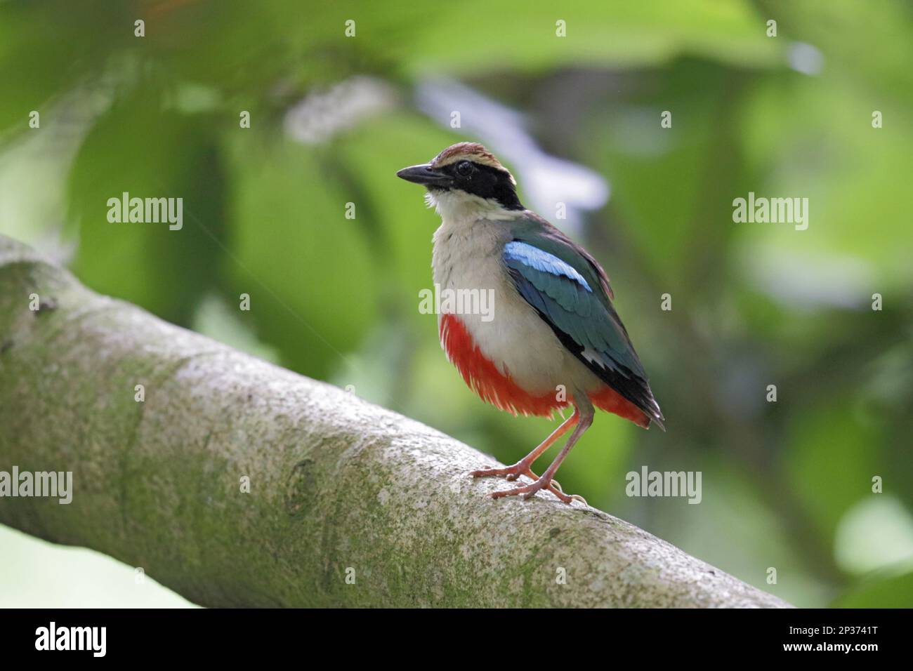 Fairy fairy pitta (Pitta nympha) adult, sitting on a branch, Huben ...