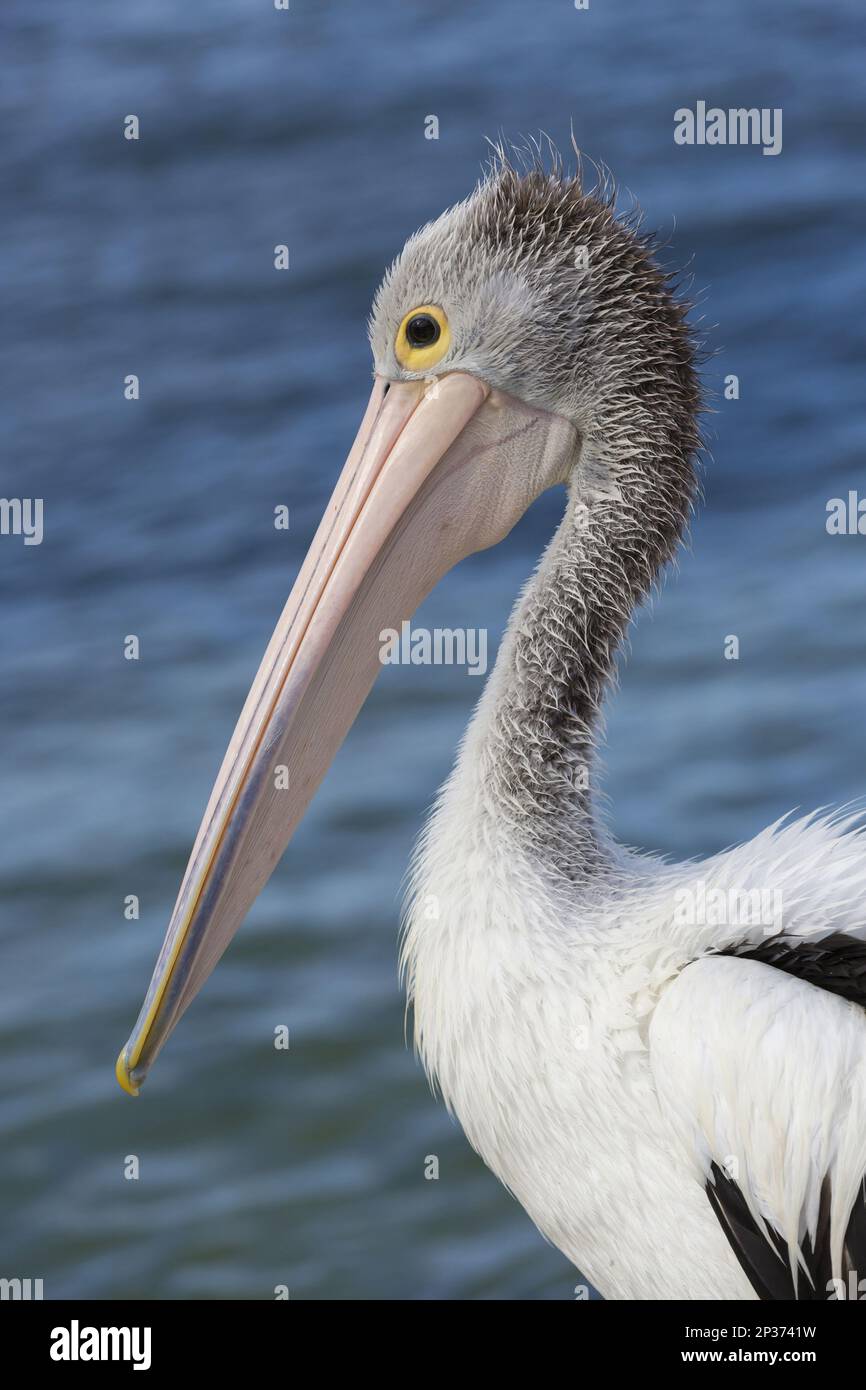 Australian pelican head shot hi-res stock photography and images - Alamy