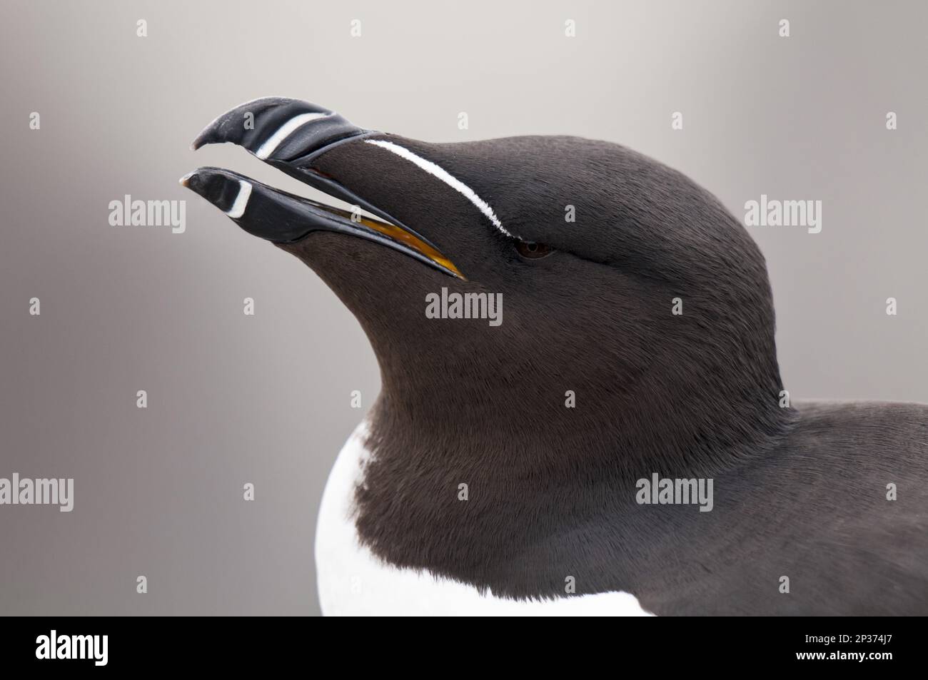 Razorbill detail hi-res stock photography and images - Alamy