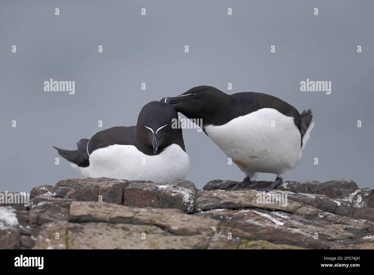 Razorbill (Alca torda) adult pair, breeding plumage, mutual preening ...