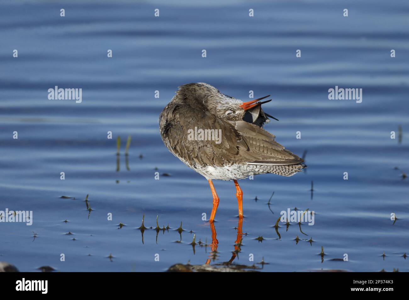 Common Redshank (Tringa totanus) adult, breeding plumage, preening ...
