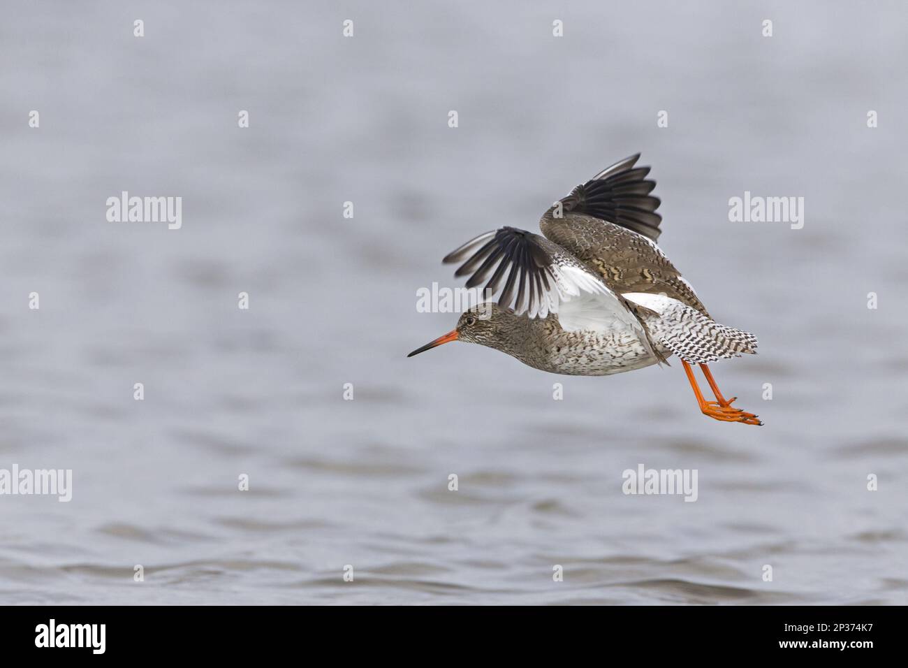 Common redshank (Tringa totanus) adult, breeding feather, in flight ...