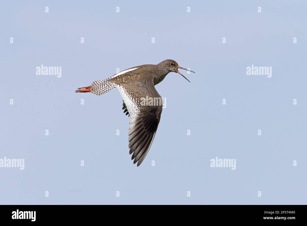 Common redshank (Tringa totanus) adult, breeding feather, in flight ...