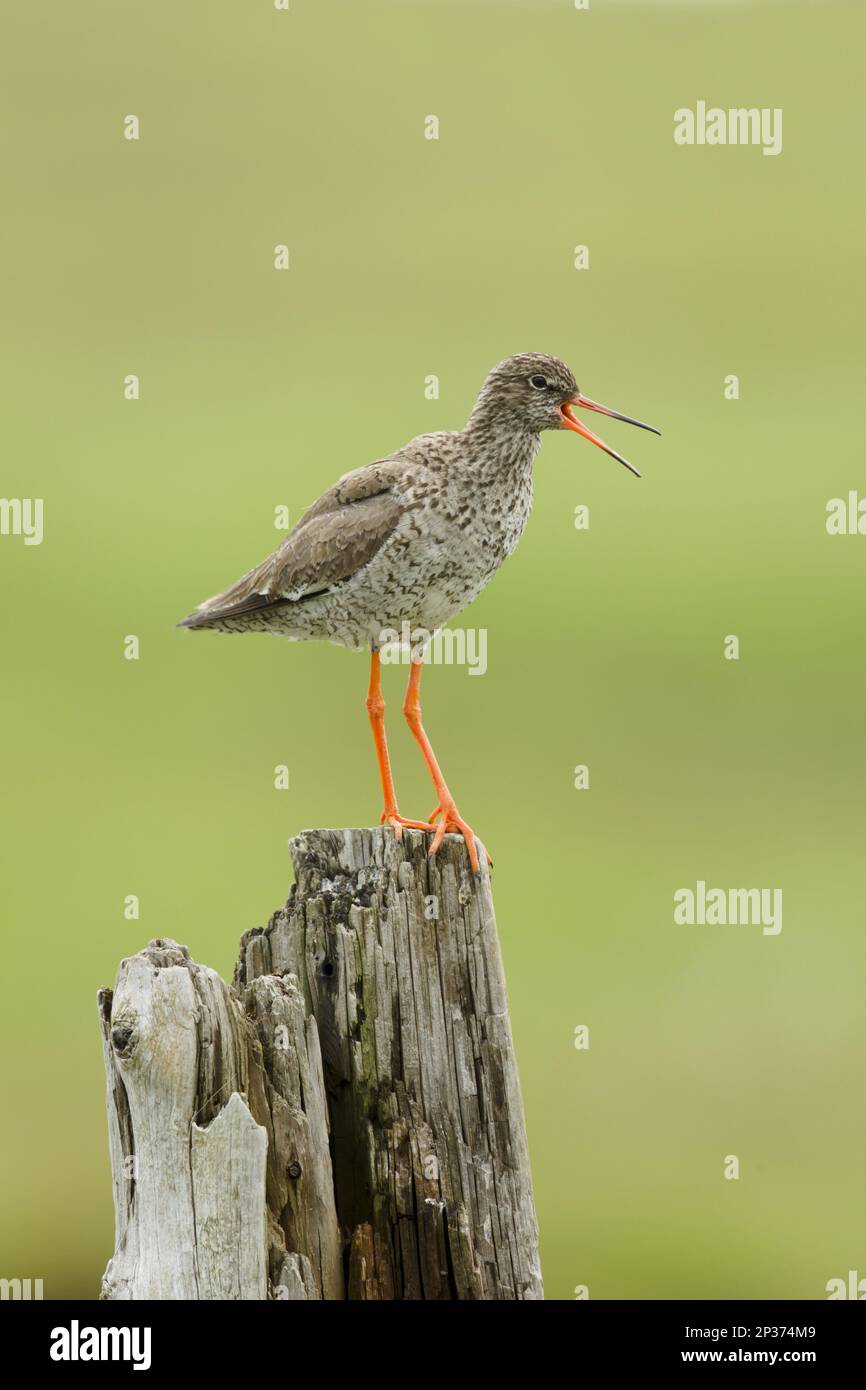 Common redshank (Tringa totanus) adult, breeding feather, calling, standing on post, Iceland ...