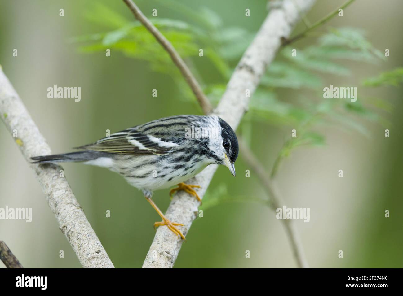 Setophaga striata, Blackpoll Warbler (Dendroica striata), songbirds ...