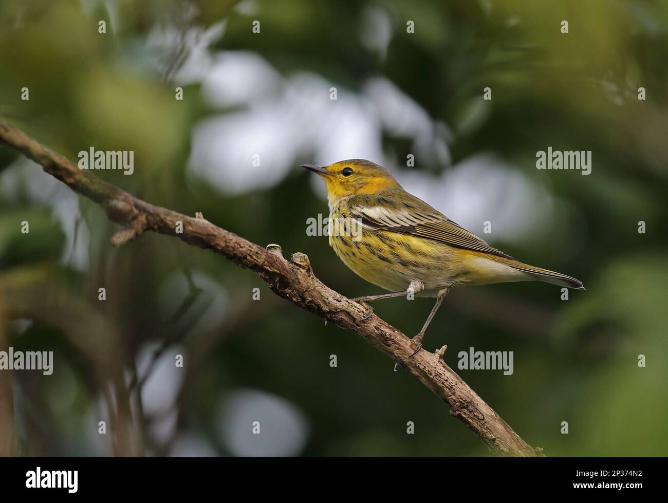Cape May Warbler (Setophaga tigrina) immature male, first winter ...