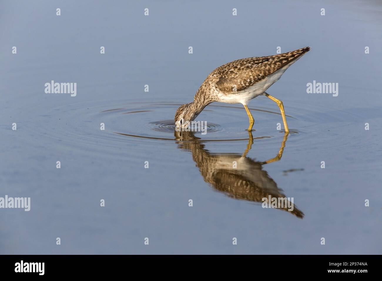 Wood sandpiper (Tringa glareola), Animals, Birds, Waders, Wood ...