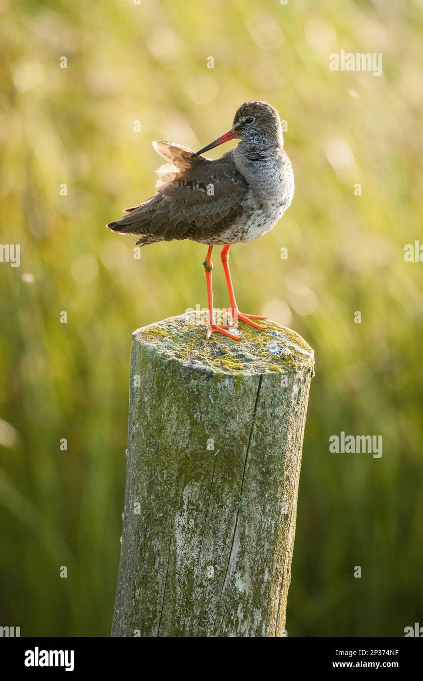 Common redshank (Tringa totanus) adult, breeding plumage, preening ...