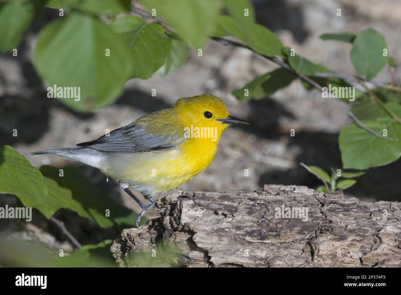 Prothonotary warbler (Protonotaria citrea), songbirds, animals, birds ...