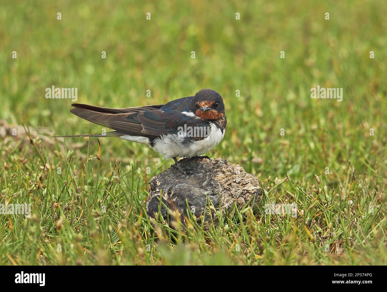 Barn swallow (Hirundo rustica) immature,), KwaZulu-Natal, South Africa ...