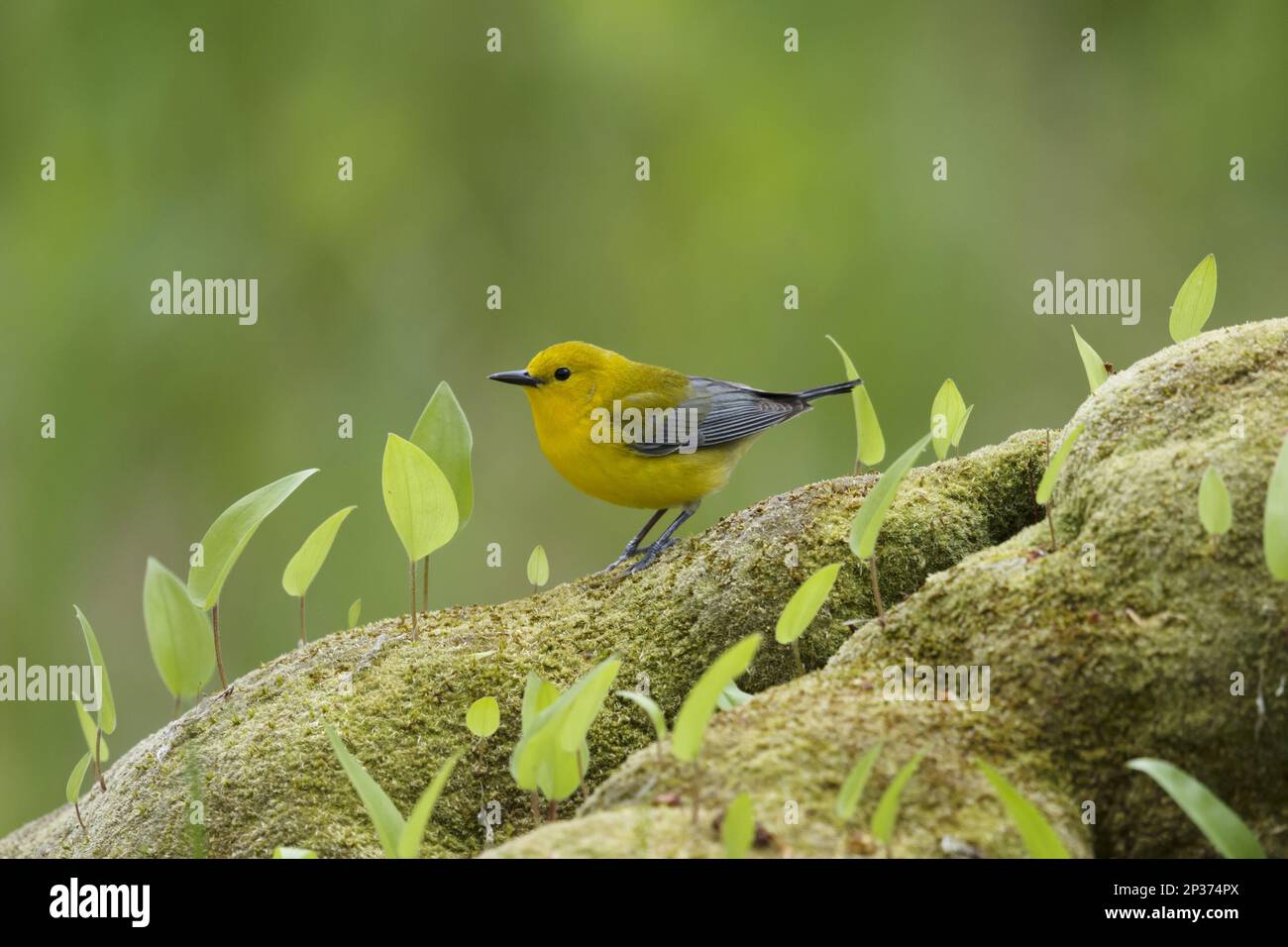 Prothonotary Warbler Protonotaria Citrea Adult Female Standing On