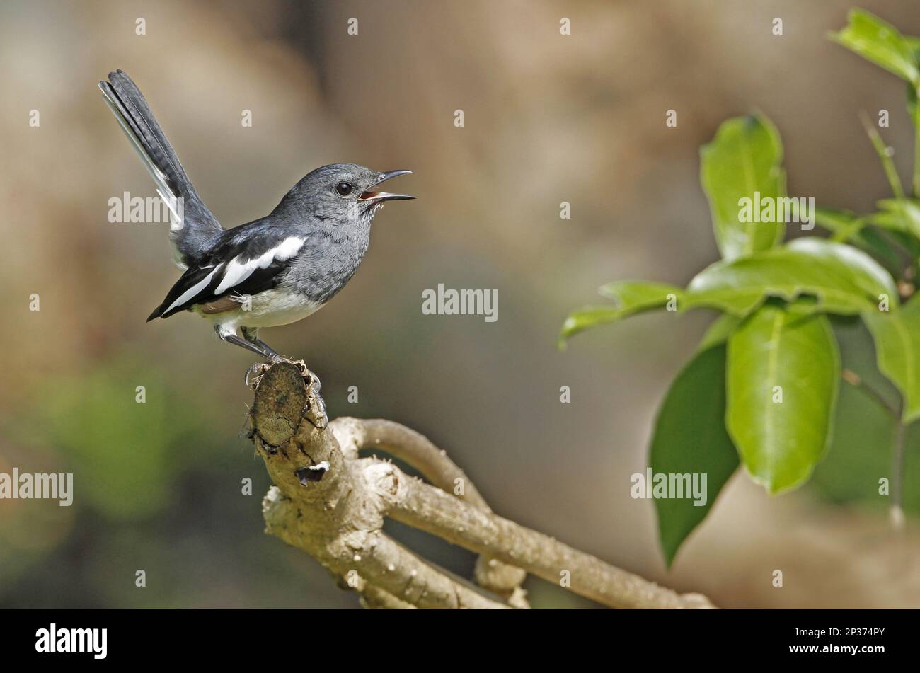 Oriental Magpie-robin (Copsychus saularis erimelas) adult female, with ...