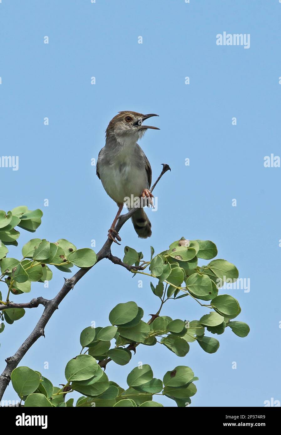 Neddicky (Cisticola fulvicapilla) adult, singing, perched on twig ...