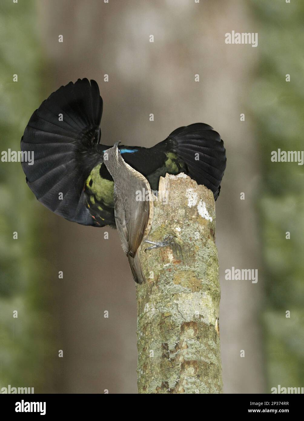 Victoria's Riflebird (Ptiloris victoriae) adult pair, male displaying ...
