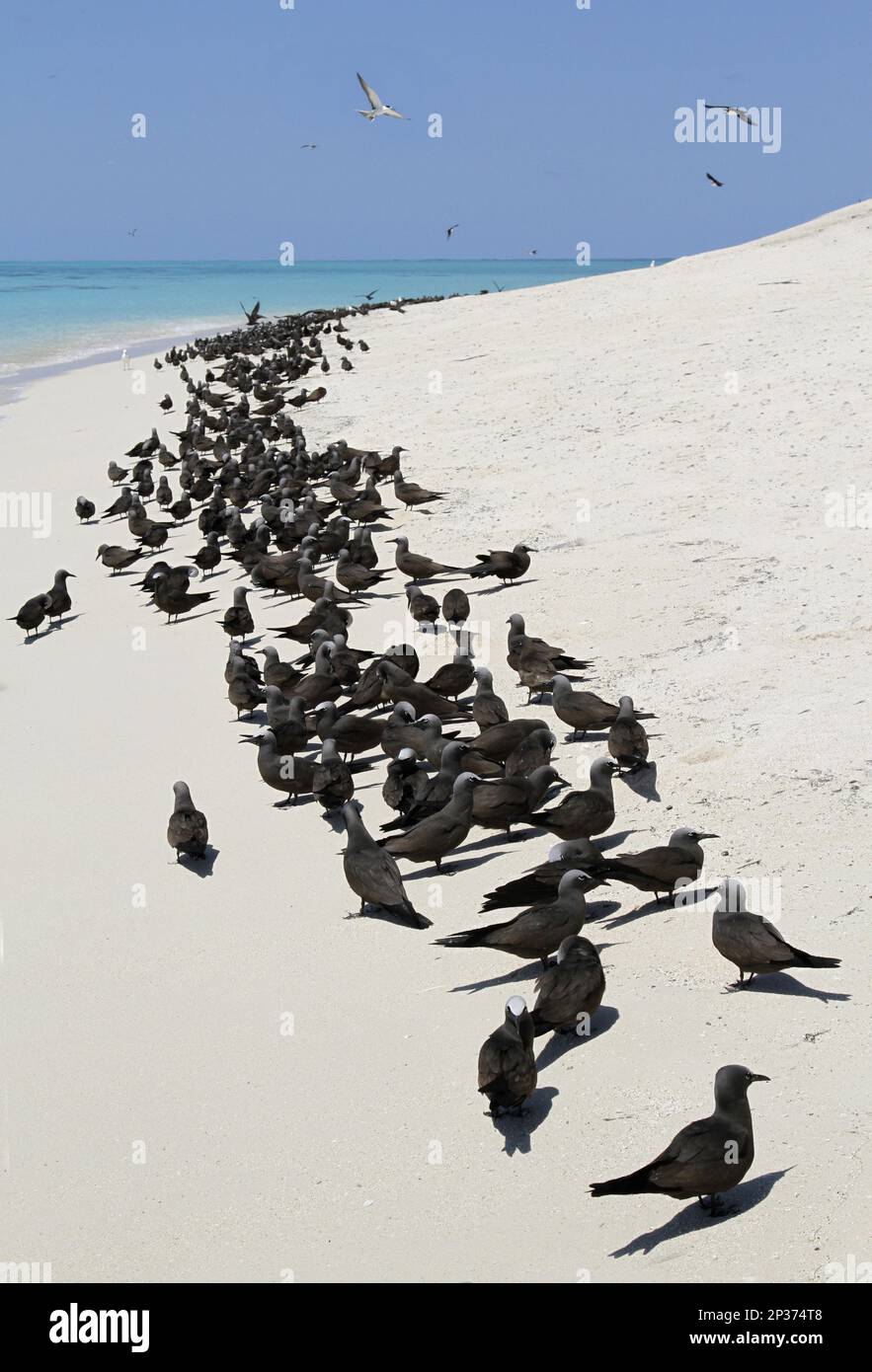 Common Noddy (Anous stolidus) flock, colony standing on beach ...