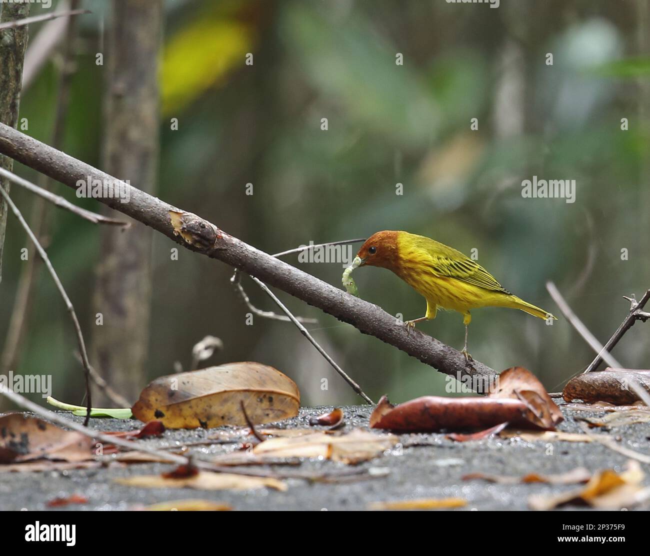 Yellow Warbler (Setophaga petechia aequatorialis), adult male, with ...