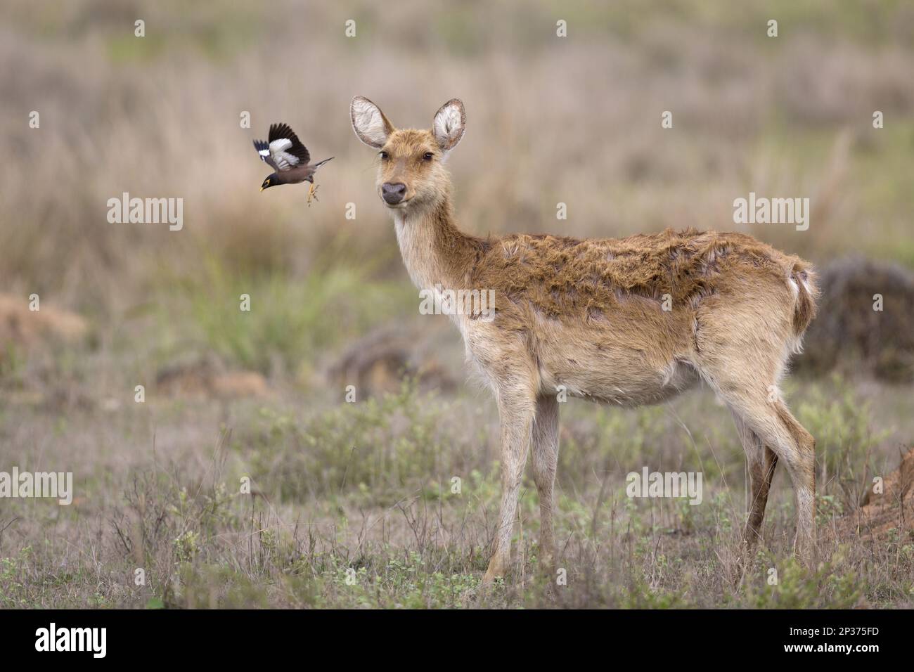 Swamp Deer (Rucervus duvaucelii branderi) hard-ground form, adult ...