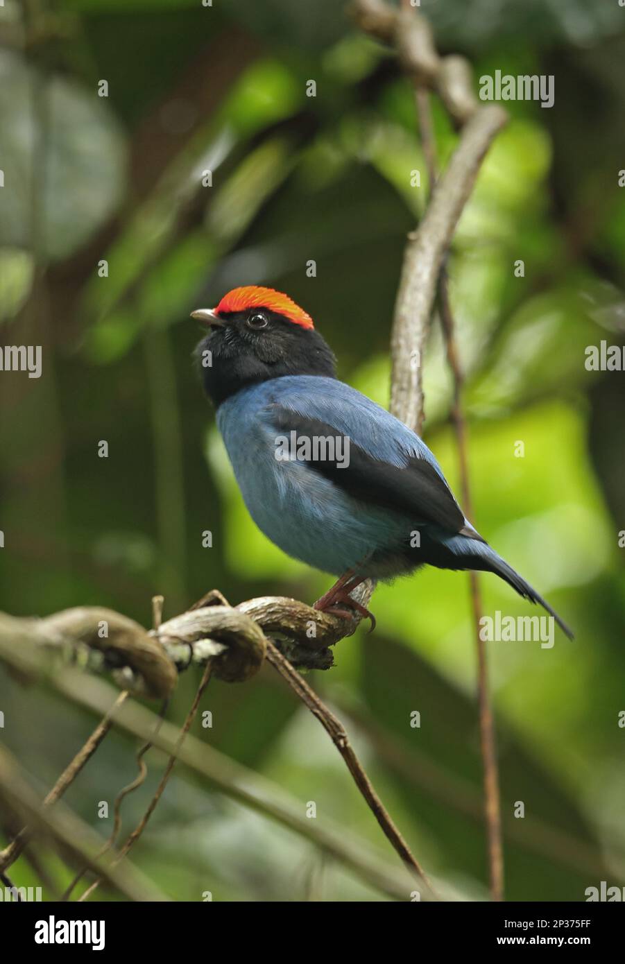 Blue manakin (Chiroxiphia caudata), adult male, sitting on a vine ...