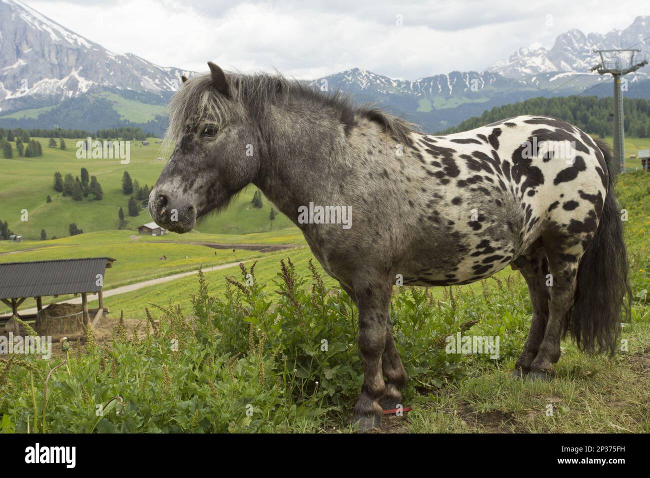 Horse, miniature spotted pony, adult, standing in alpine meadow, Seiser ...