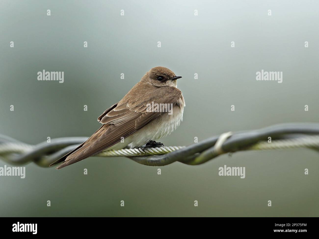 Northern Rough-winged Swallow, Northern Rough-winged Swallow, Northern ...